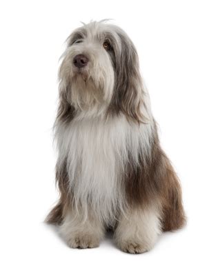 Top 20 Medium Long Haired Dog Breeds