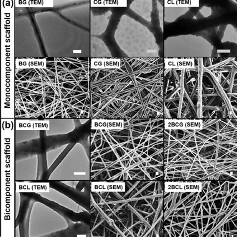 Tem And Sem Micrographs Showing The Structure And Morphology Of Download Scientific Diagram