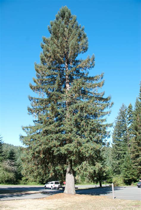 Sitka Spruce Picea Sitchensis Robin Aircraft