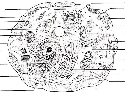 Parts Of A Cell Part 1 Diagram Quizlet