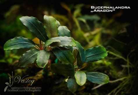 Bucephalandra Aragon