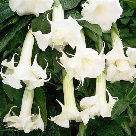 What Flowers Look Like Trumpets At Alana Neth Blog