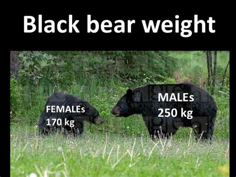 The Black Bear Ursus Americanus