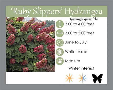 Oakleaf Hydrangea Ruby Slippers Laurens Garden Service