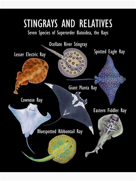 Stingray Species Manta Ray River Stingray And Relatives Poster For