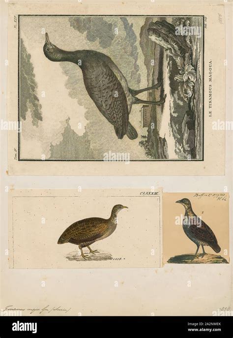 Tinamus Major Print The Great Tinamou Tinamus Major Is A Species Of
