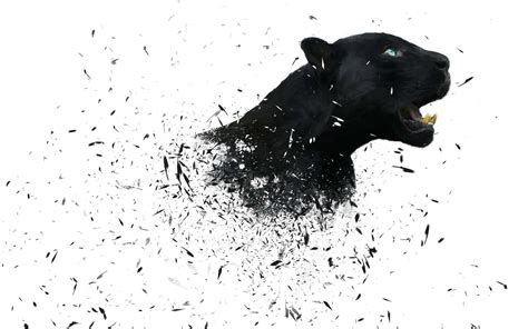 100 Black Jaguar Wallpapers
