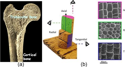 A Trabecular Bone Structure 2 B Cork Cellular Structure 3