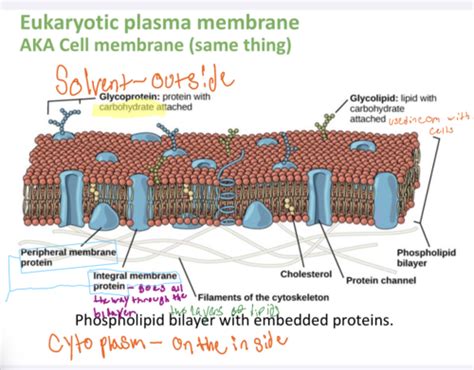 Module Cell Structure Flashcards Quizlet