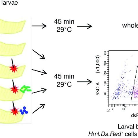 Experimental Design Of Rna Sequencing Experiment Total Rna Was