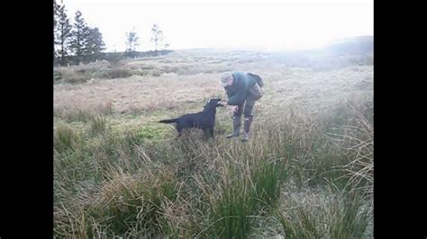 Clive 1 Ftw Fully Trained To Trial Black Labrador Retriever Hunting
