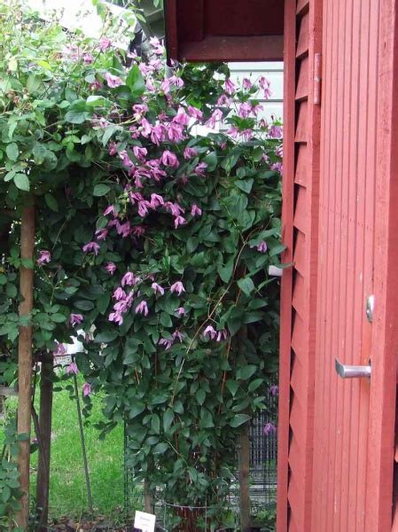 A To Z Of Clematis Superior Quality Climbers Uk