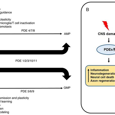 Effects Of Pdes On The Cns Through Camp Cgmp Regulation Each Protein Download Scientific