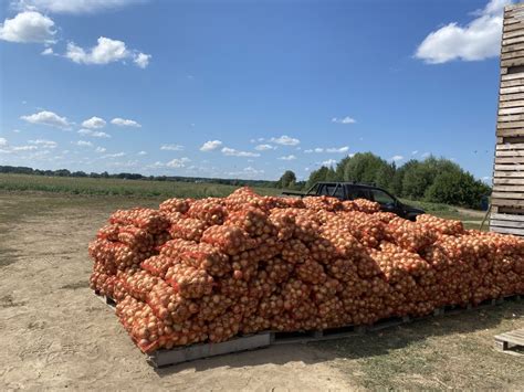 Вирощування цибулі як бізнес Поради експерта