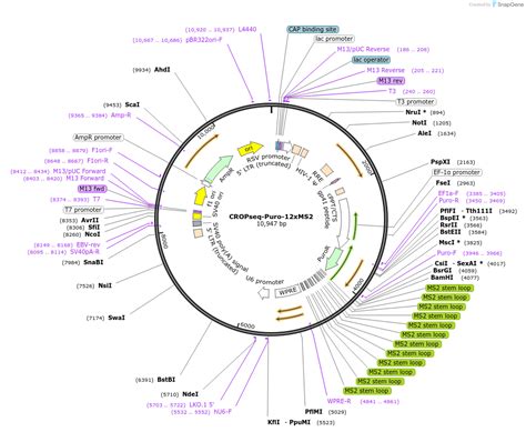 Addgene Cropseq Puro 12xms2