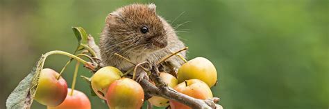 Hantavirus Wie Man Einer Ansteckung Vorbeugt