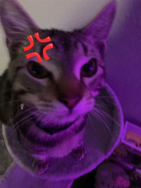 Angry Kitty Kitty Cute Cats