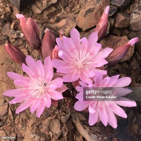 Bitter Root Photos And Premium High Res Pictures Getty Images