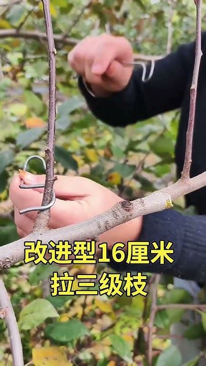 Fruit Tree Branch Shaping Machine Fruit Tree Branch Shaping Machine