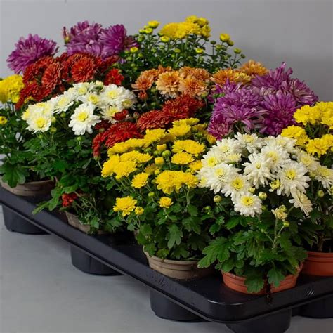 Garden Mums Plants