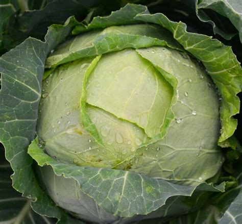 Premium Photo Image Og A Cabbage In The Field On The Morning