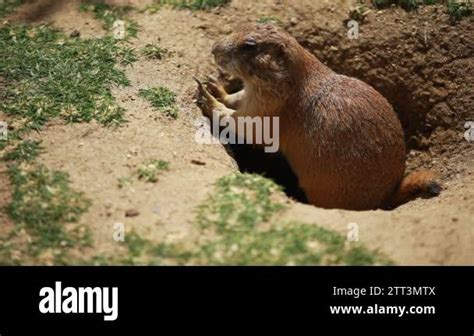 Prairie Dogs Burrow Stock Videos And Footage Hd And 4k Video Clips Alamy