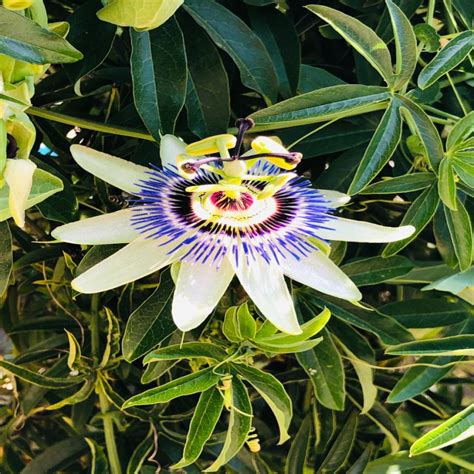 Passiflora Caerulea Pasionaria El Jardín De Francisca