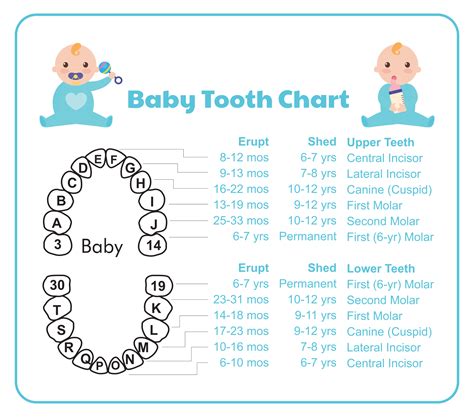 10 Best Tooth Chart Printable Full Sheet Pdf For Free At Artofit