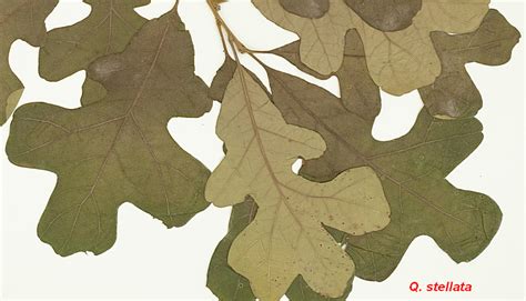 Quercus Stellata