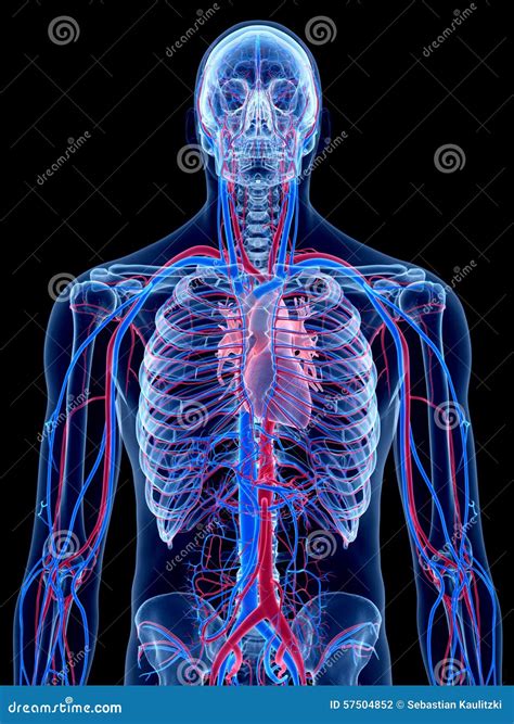 Il Torace Illustrazione Di Stock Illustrazione Di Aorta 57504852