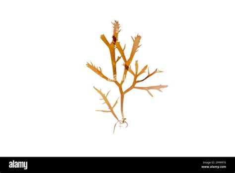 Calliblepharis Jubata Red Seaweed Isolated On White Red Algae Stock