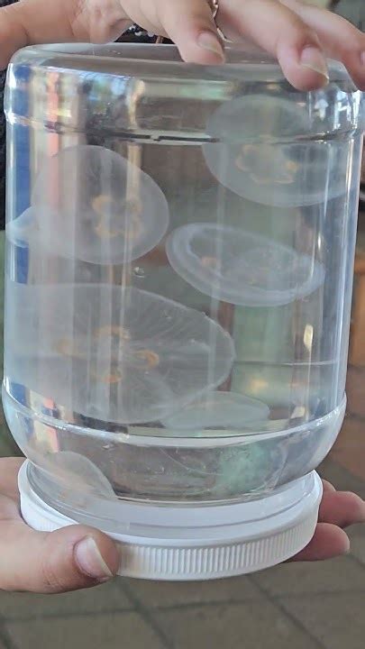 2025년 2월 22일 해파리 샌디에고 Birch Aquarium ／ Youtube