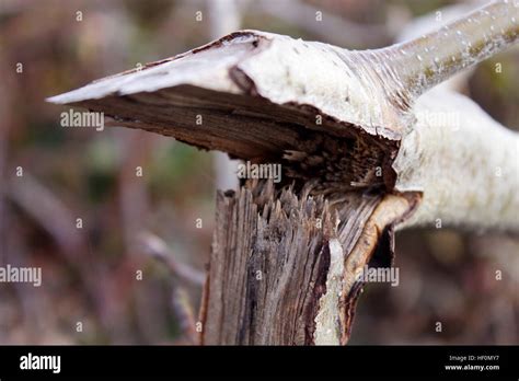 Close Up Of A Split Tree Trunk Stock Photo Alamy