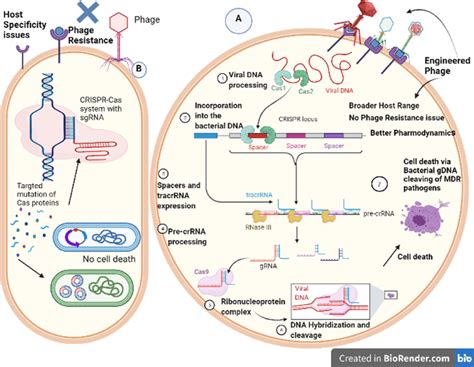 Engineered Phage Crispr Combinational Therapy To Enhance Bacterial