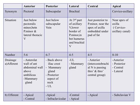 Axillary Lns And Musculocut Nerve These Lymph Nodes Present At Outer