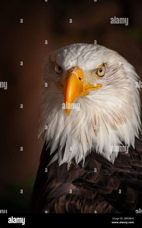 Portrait Dun Aigle Royal Haliaeetus Leucocephalus Oiseau De Proie Majestueux Originaire D