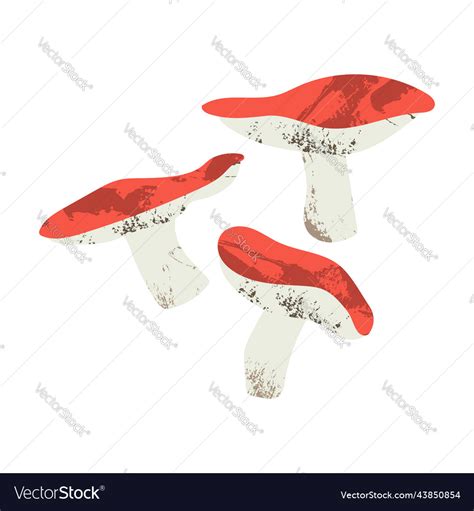Russula Edible Mushrooms Autumn Forest Food Vector Image