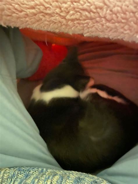 Ghim Của Joanne Cheshire Trên Luna And Lexie