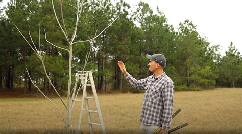 How Far Apart Should I Plant My Pecan Trees Pecan Tree Spacing