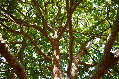 Foresters Wood Southern Forests And Valleys