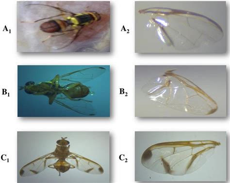 Morphological Identification Of Economically Important Fruit Flies In