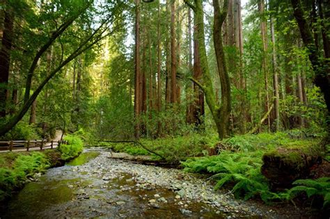 Muir Woods National Monument Best Hikes Tips For Visiting