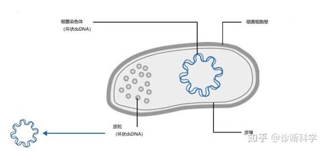 刘博谈 聊一聊细菌和古细菌中的核酸 知乎