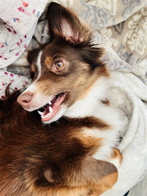 Dracula smile : r/miniaussie