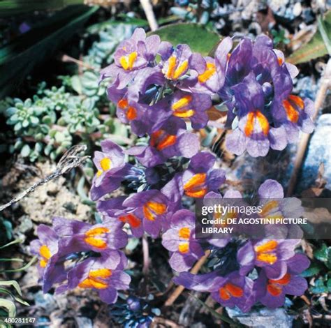 Purple Toad Flax Photos And Premium High Res Pictures Getty Images