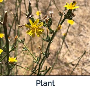Rush Skeletonweed