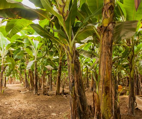 Banana Farming Facts
