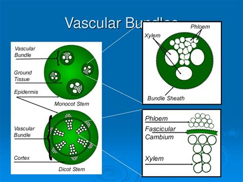 Ppt Plant Parts Stems Powerpoint Presentation Free Download Id