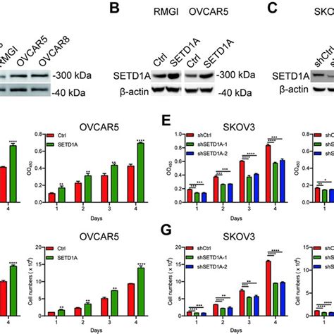 Setd1a Promotes Ov Cell Proliferation A The Protein Levels Of Ov Cells
