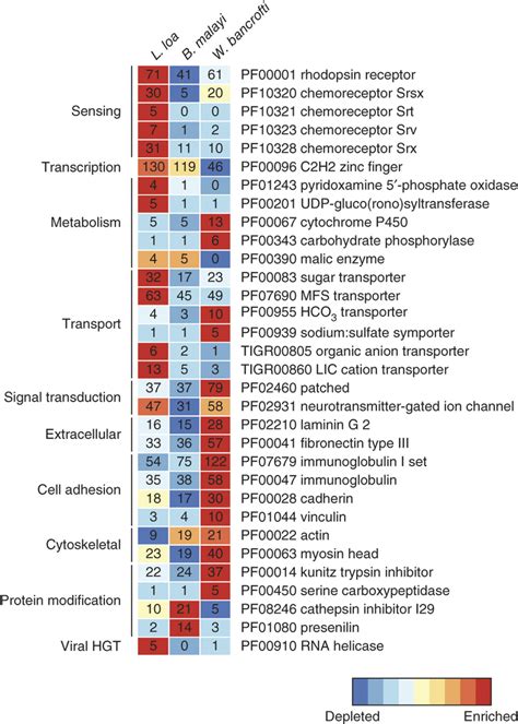 Enriched And Depleted Pfam And Tigrfam Domains In Each Filarial Genome